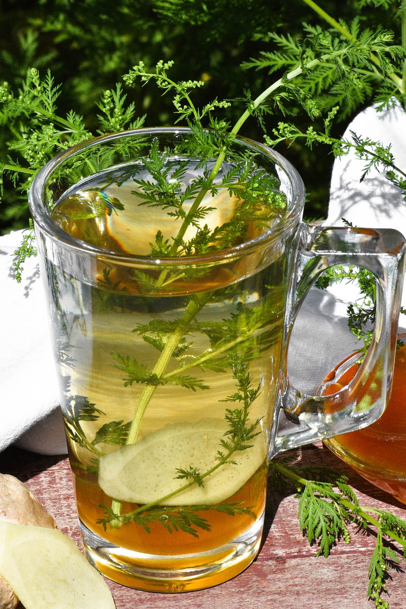 Чај од благ пелин ѓумбир и мед - Bella Kujna